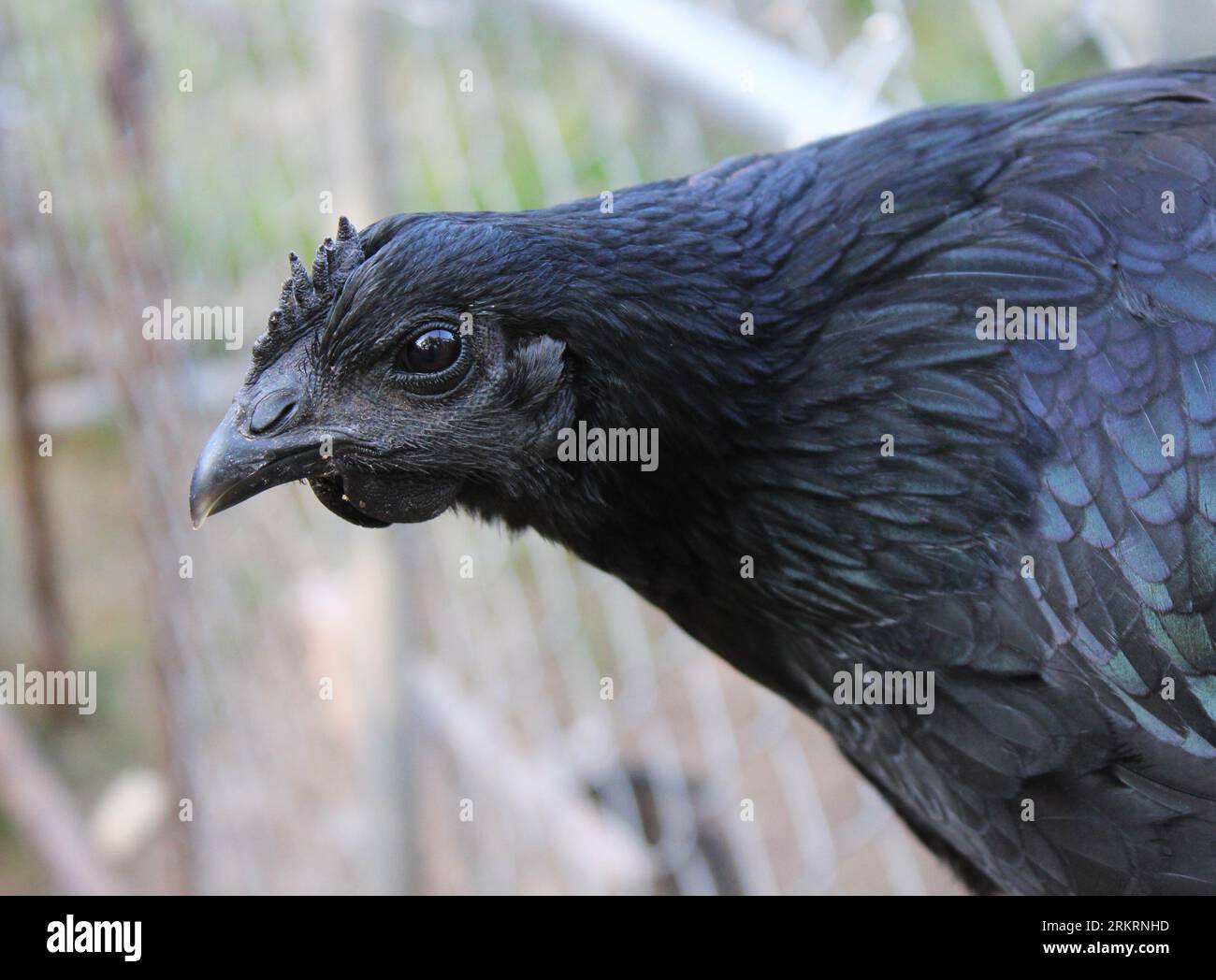 A Profile View of an Adult Ayam Cemani Hen Stock Photo - Alamy