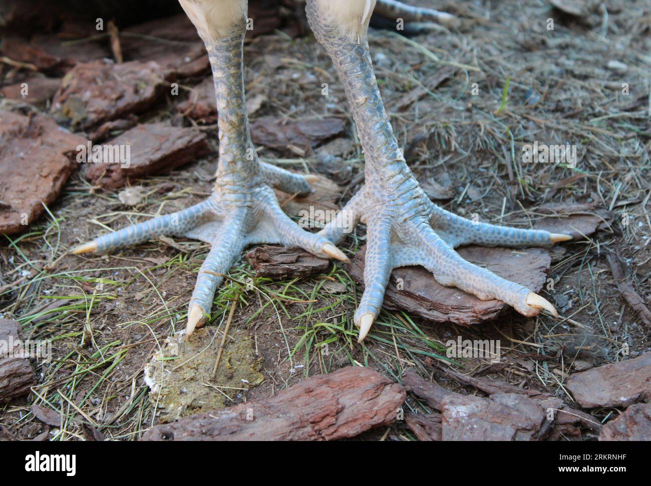 Chicken genetics hi-res stock photography and images - Alamy