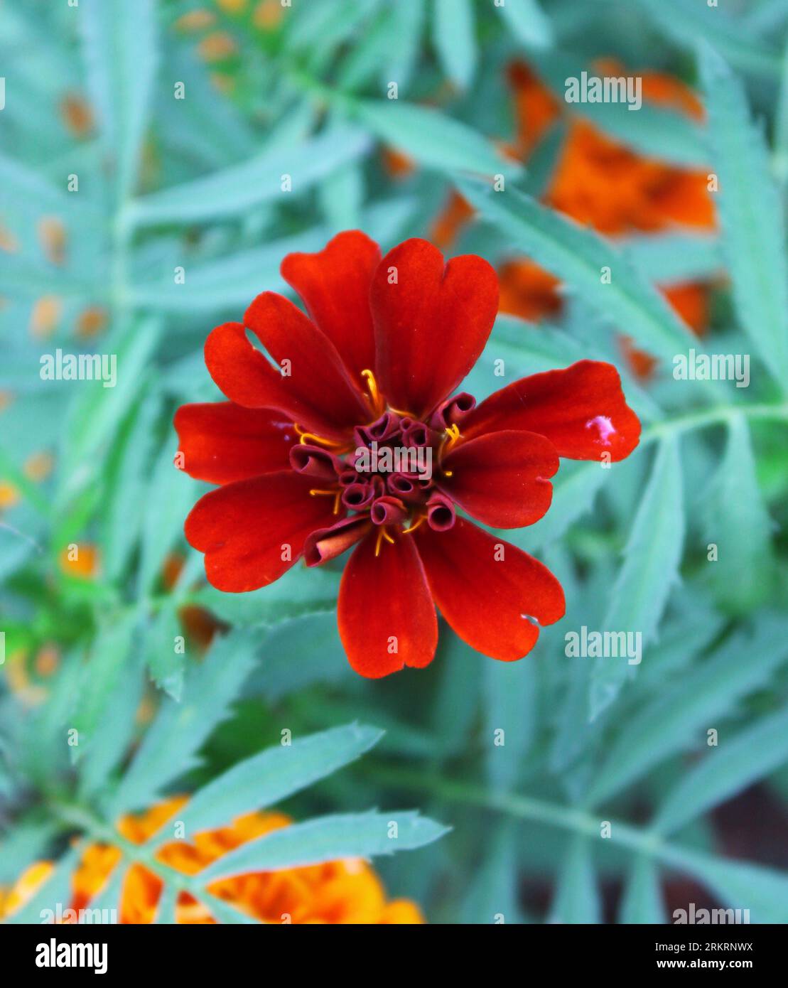 A New Bloom on a Red Marigold Plant Stock Photo - Alamy