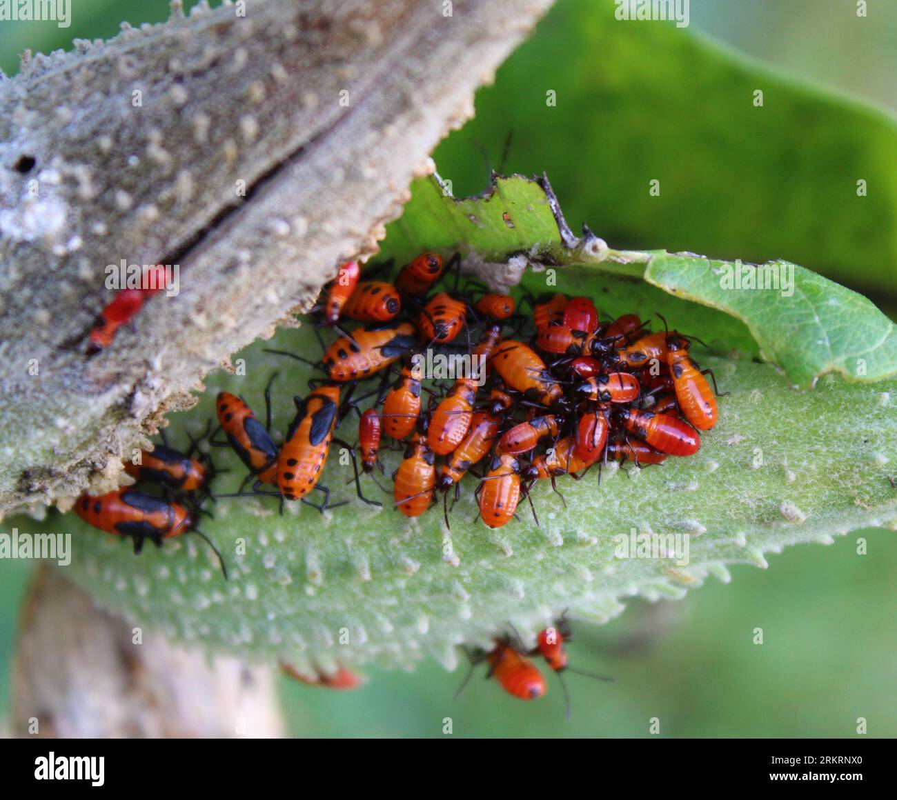A Cluster of Adult Red Milkweed Beetles on a Swamp Milkweed Pod Stock ...