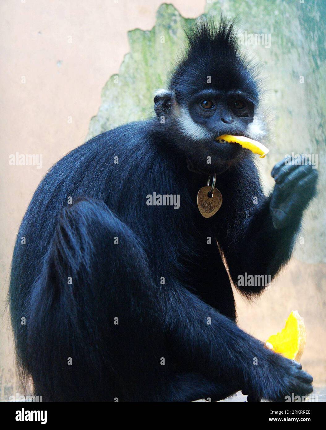 Tonkin monkey hi-res stock photography and images - Alamy