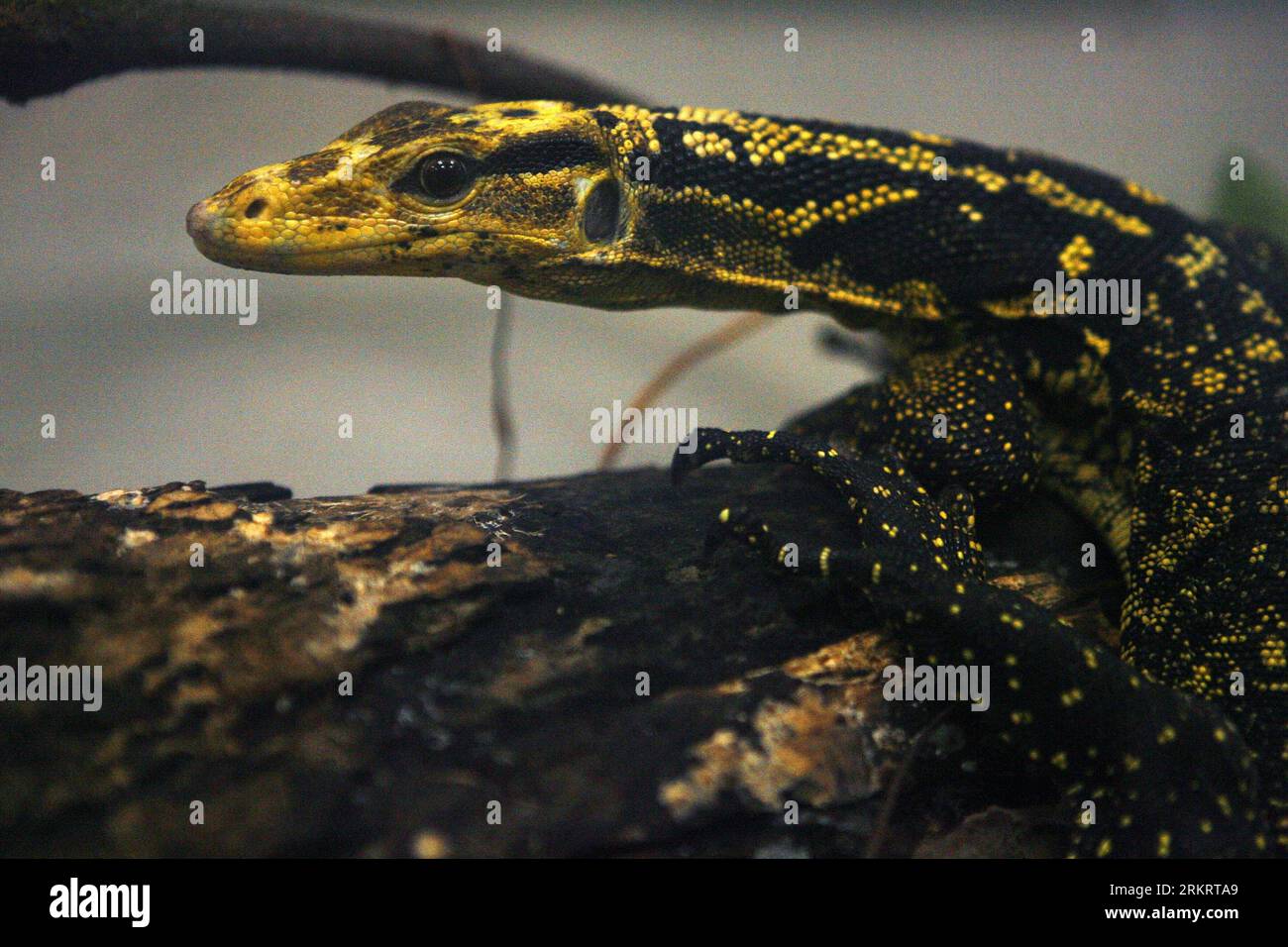 Philippine python hi-res stock photography and images - Alamy
