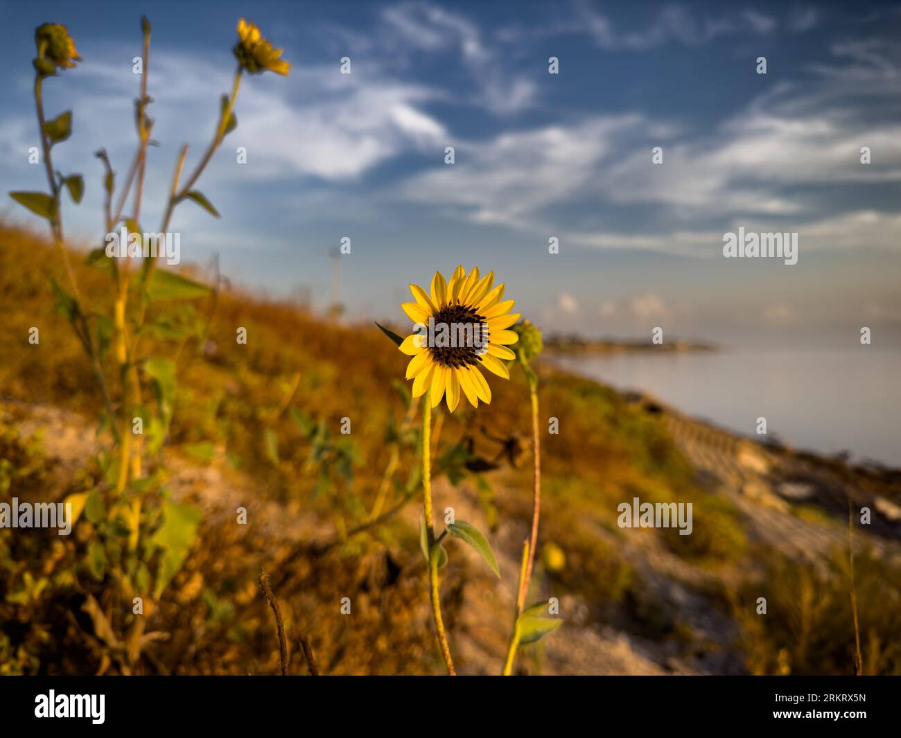 Sunflower on coast hi-res stock photography and images - Alamy