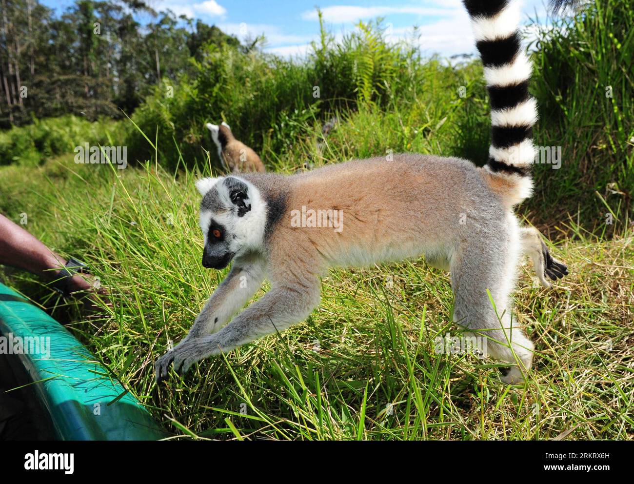 Indian wildlife imag hi-res stock photography and images - Alamy