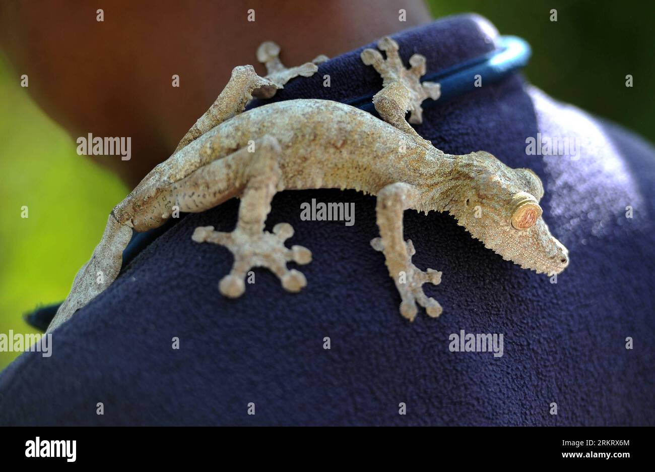 Lizard on his shoulder hi-res stock photography and images - Alamy