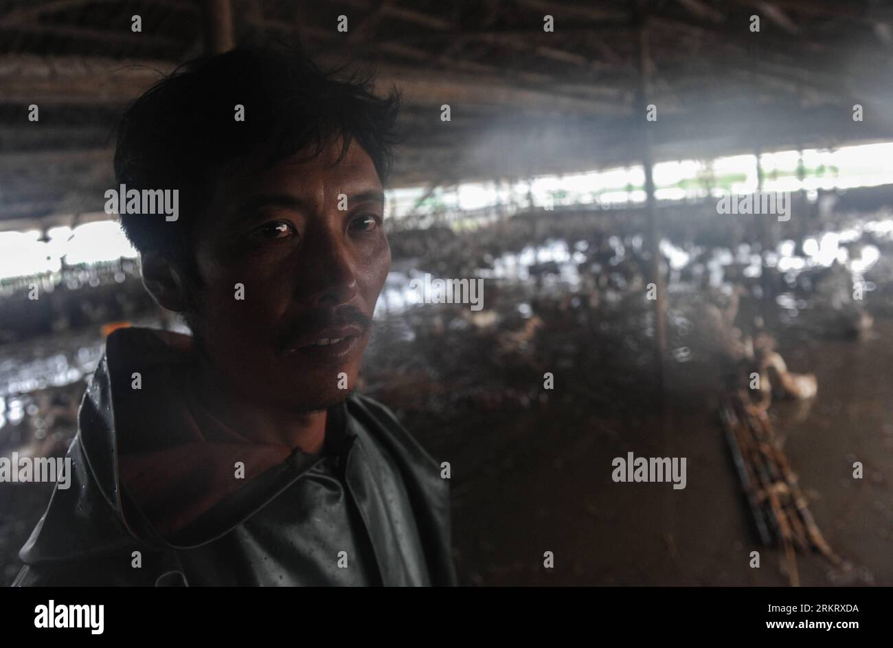 Graziery hi-res stock photography and images - Alamy