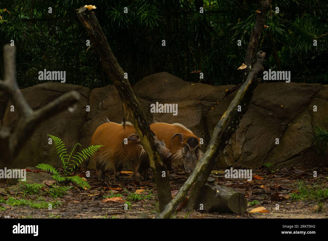 Image of two Red River Hog on soil ground walking in the Singapore zoo ...