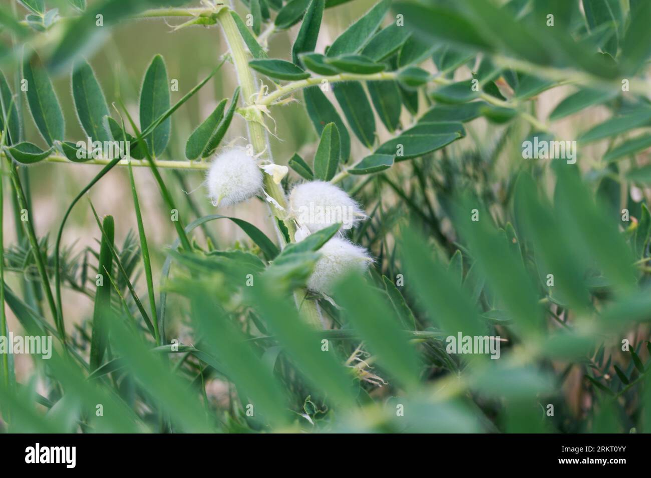 Astragalus close-up. Also called milk vetch, goat's-thorn or vine-like ...
