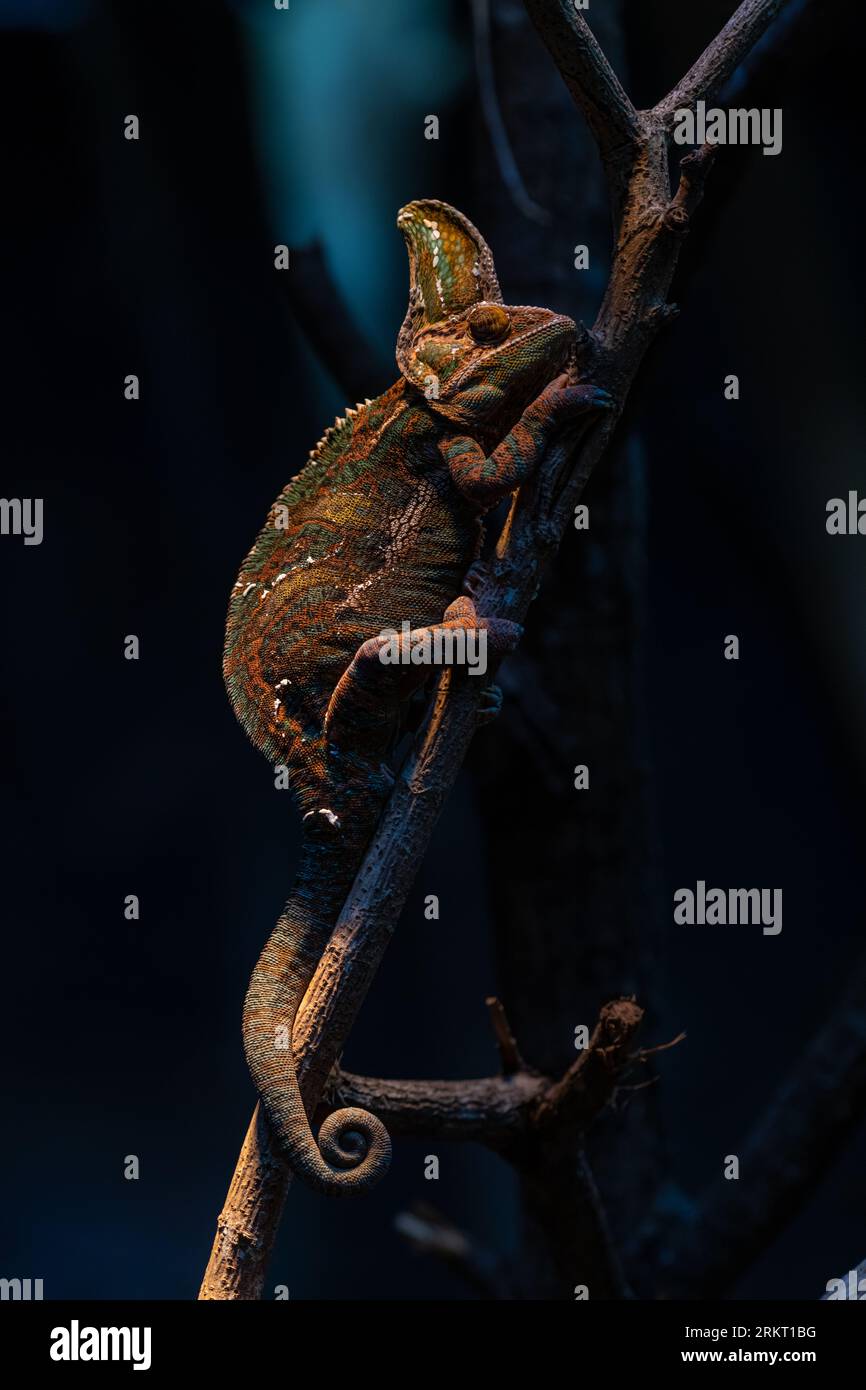 Chameleon with black backround, beautiful of chameleon, chameleon ...