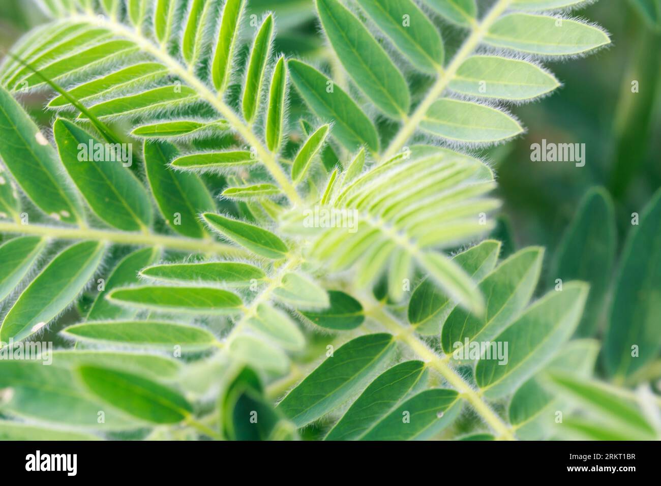 Astragalus close-up. Also called milk vetch, goat's-thorn or vine-like ...