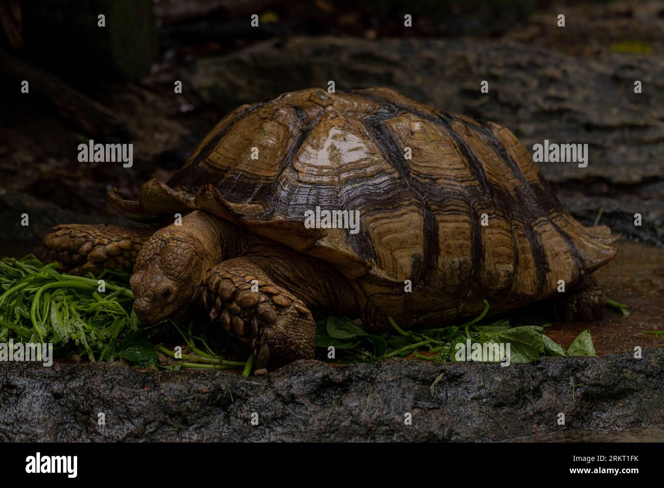 Full lenght portrait of Sulcata tortoise or African spurred tortoise ...