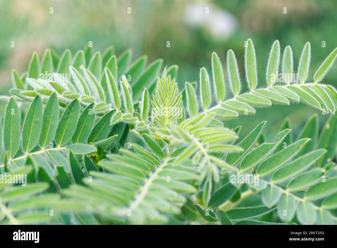 Astragalus close-up. Also called milk vetch, goat's-thorn or vine-like ...
