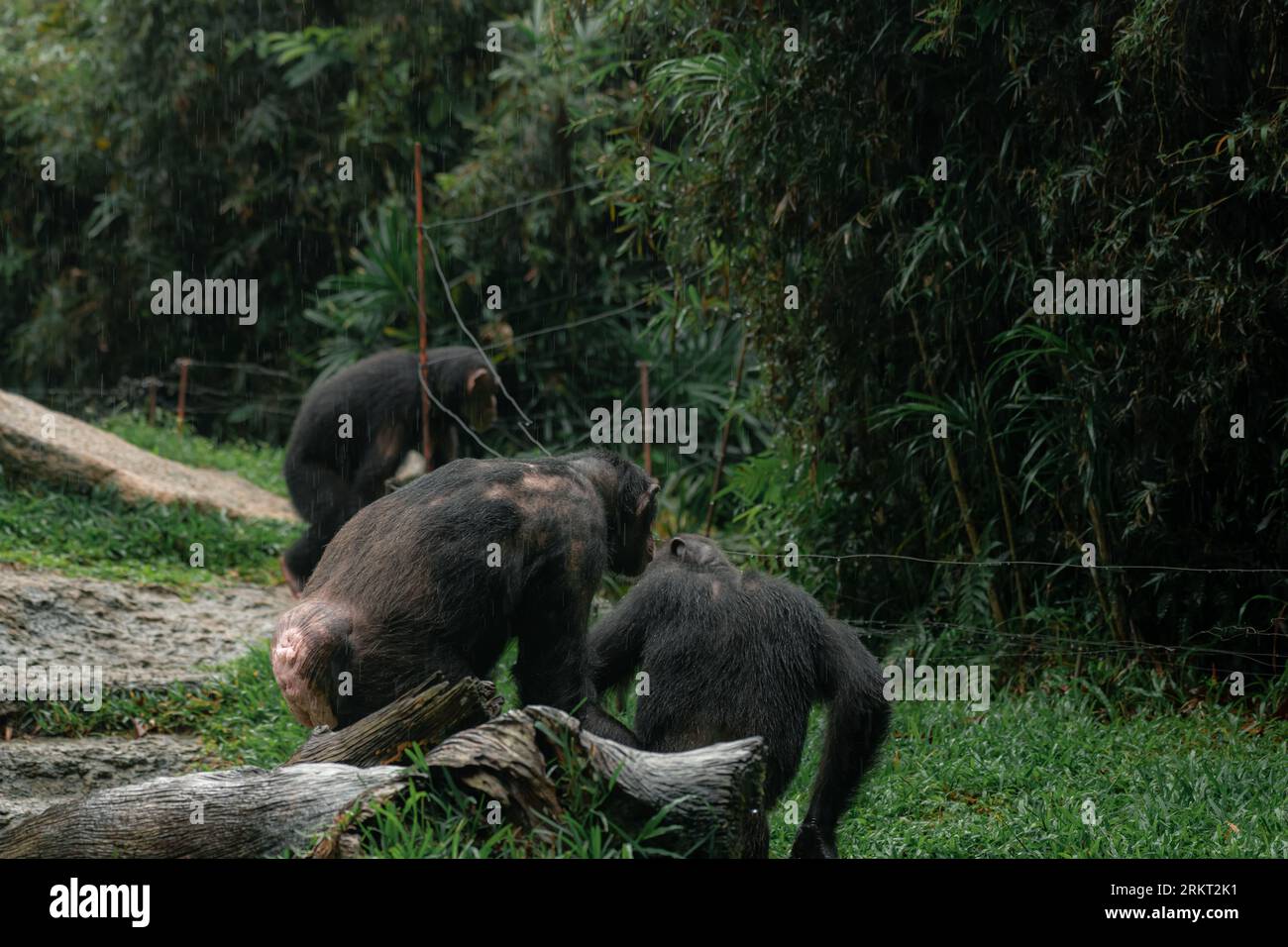 The chimpanzee family in a rainy forest, copy space for text, green ...
