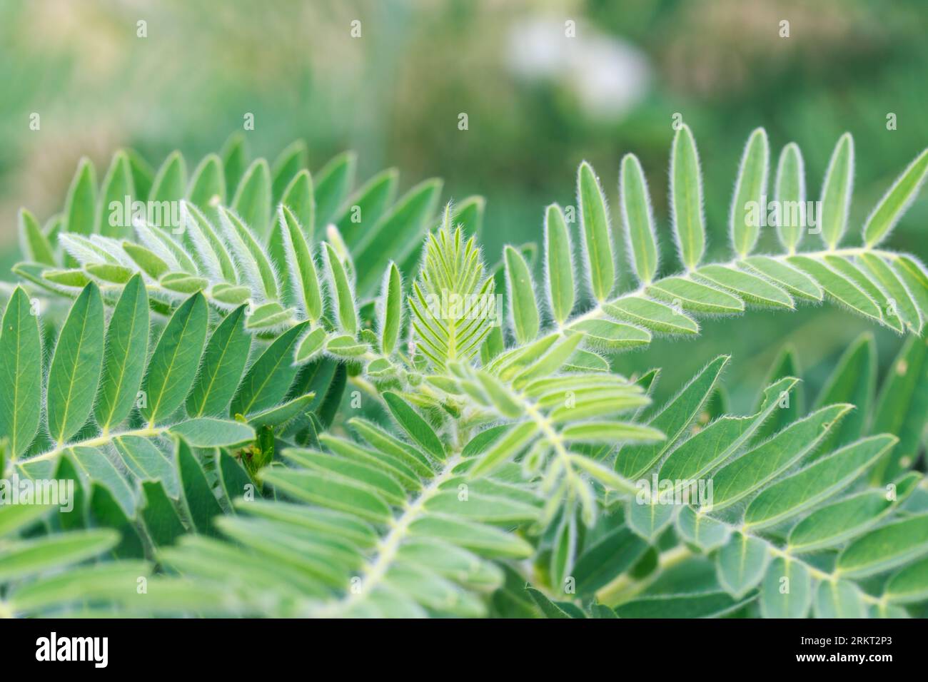 Astragalus close-up. Also called milk vetch, goat's-thorn or vine-like ...