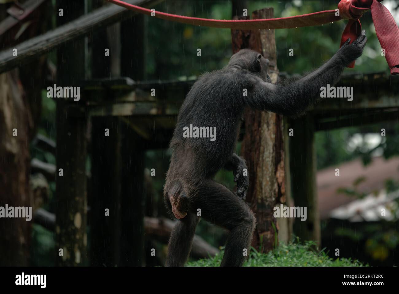 A chimpanzee standing with its back to the camera in Singapore zoo ...