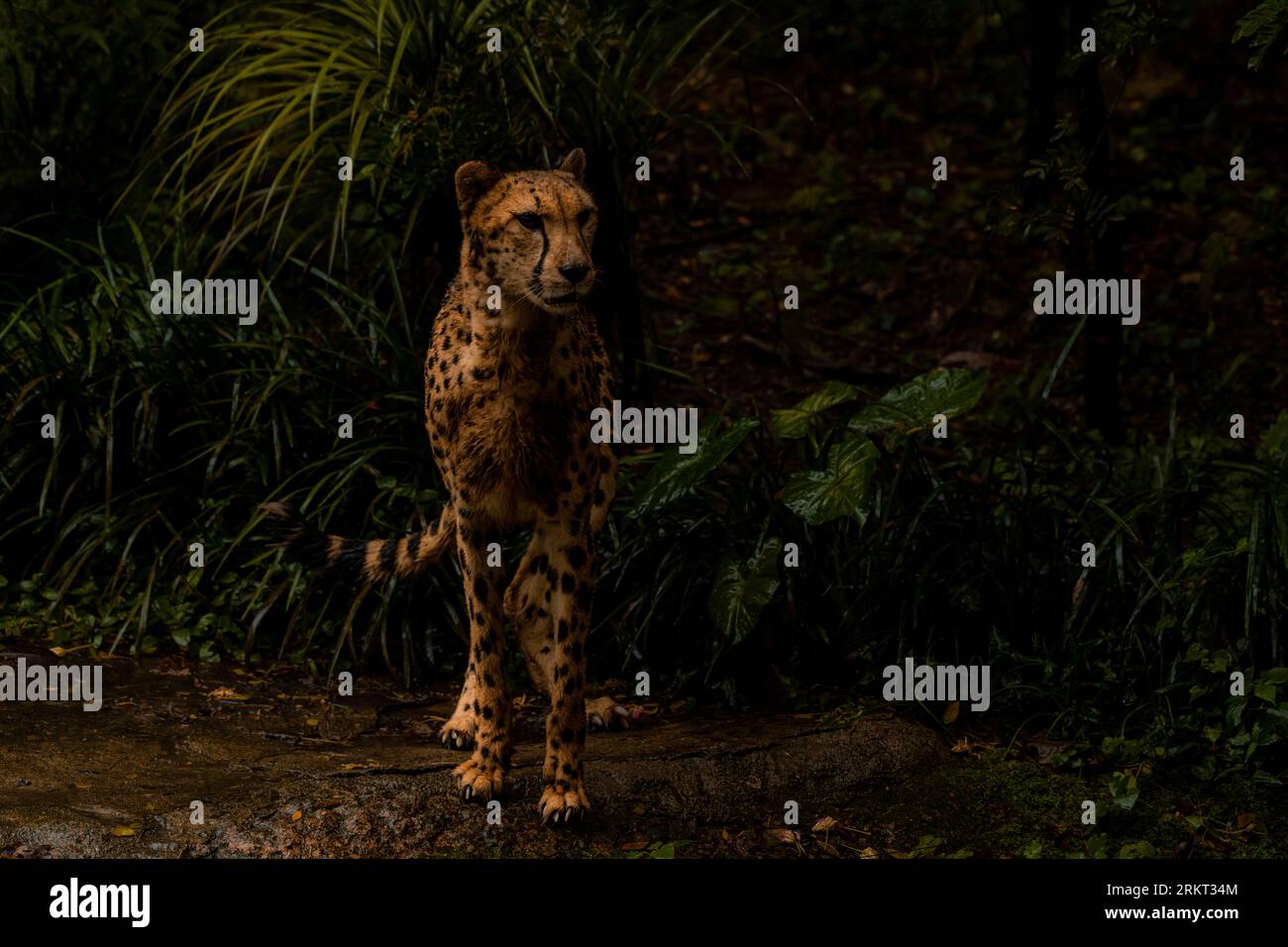 Cheetah in a dark rainy forest, dark key image with copy space for text ...