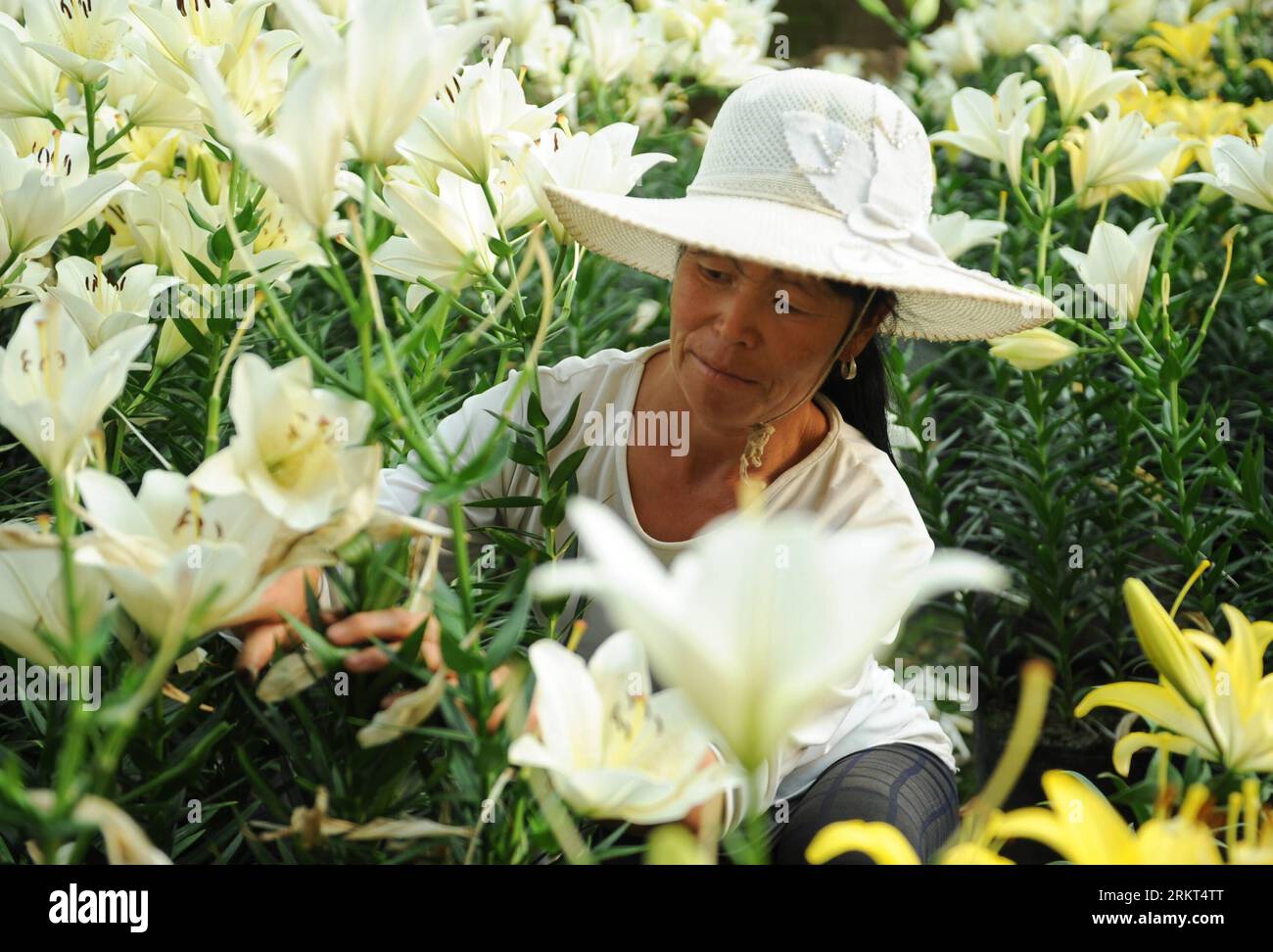 Grower lilies hi-res stock photography and images - Alamy