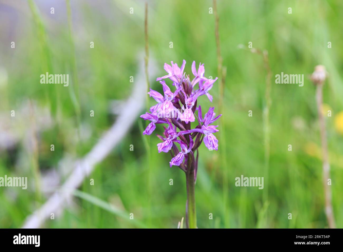 Orchis. A genus of plants in the Orchid family. It is the type genus of ...