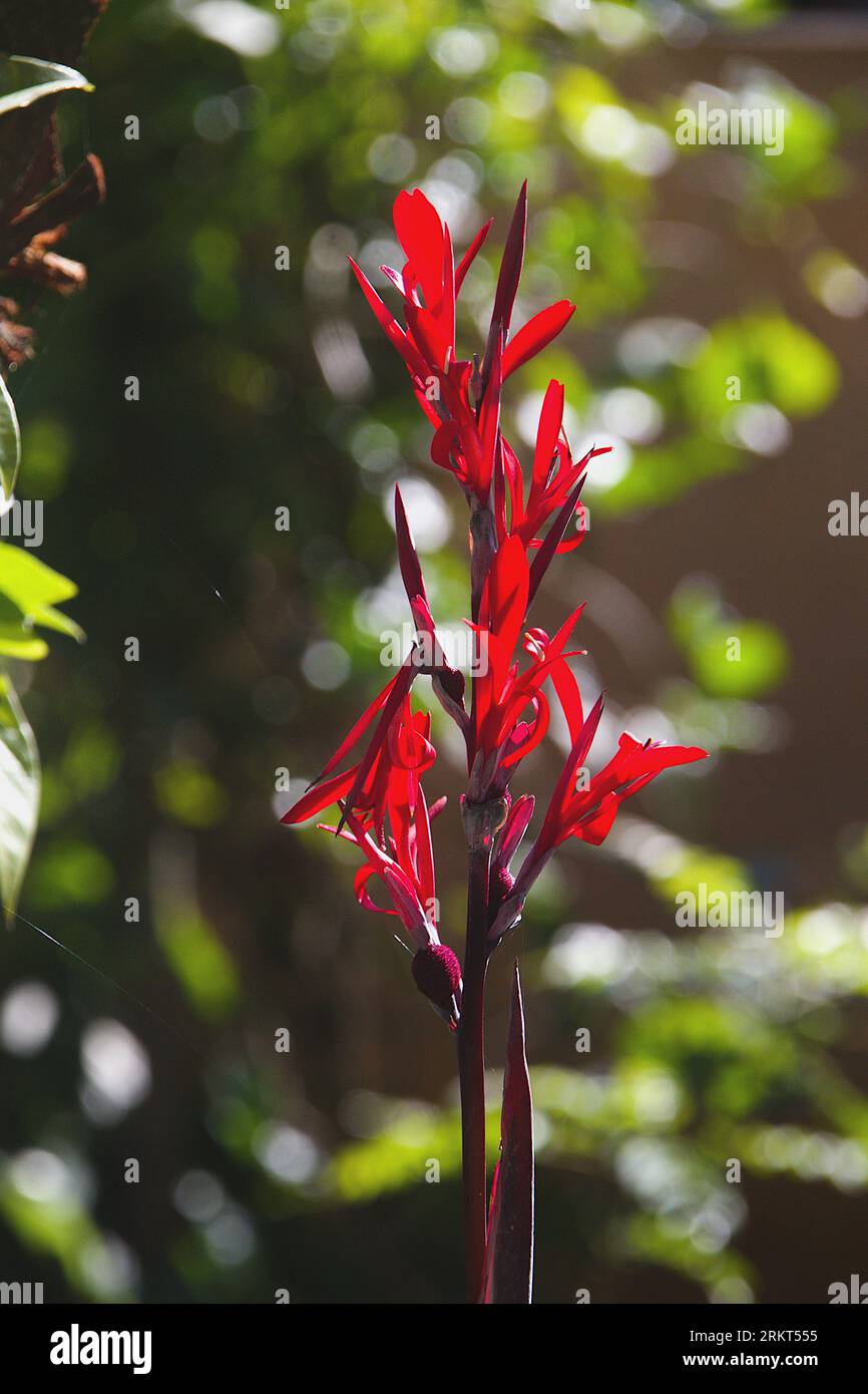 Plant with Canna indica commonly known as Indian shotafrican arrowroot ...
