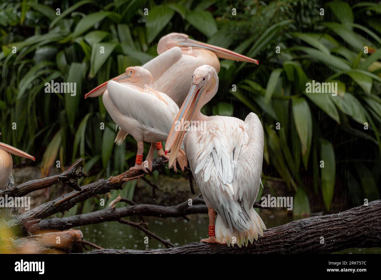 Three great white pelicans standing on the tree during the rainy day ...