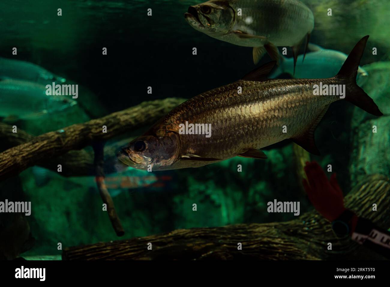 Atlantic tarpon (Megalops atlanticus). Marine fish. Close up image with ...
