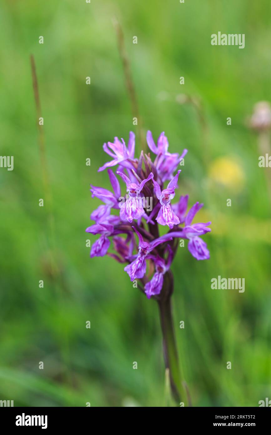 Rare blooming orchis mascula in hi-res stock photography and images - Alamy