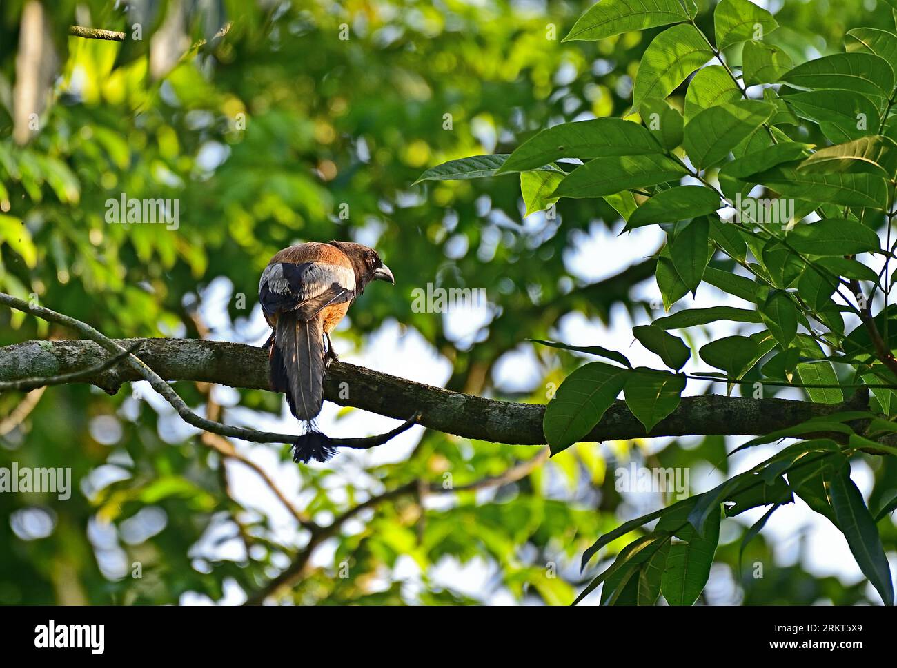 Rufous Treepie - Dendrocitta vagabunda Stock Photo - Alamy