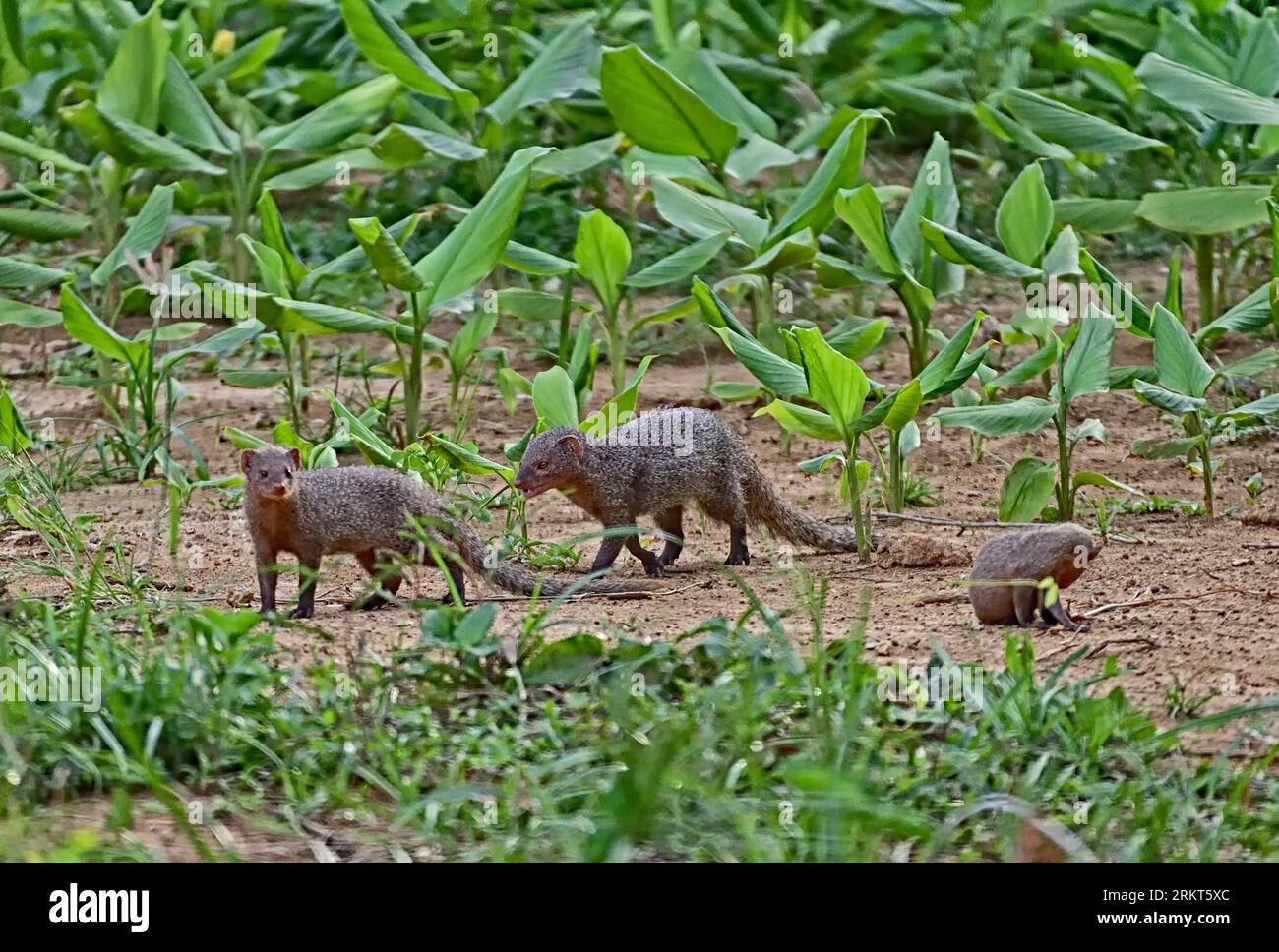 Mongoose Family Playing in the Banana Garden Stock Photo - Alamy