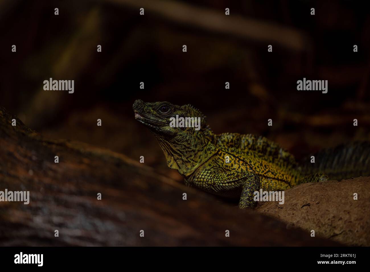 Weber's Sailfin Lizard - Hydrosaurus weberi, special large lizard from ...