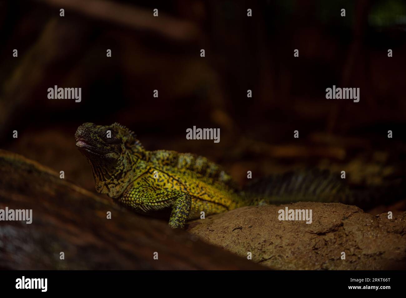 Hydrosaurus commonly known as the Sailfin Dragons or Sailfin Lizards ...