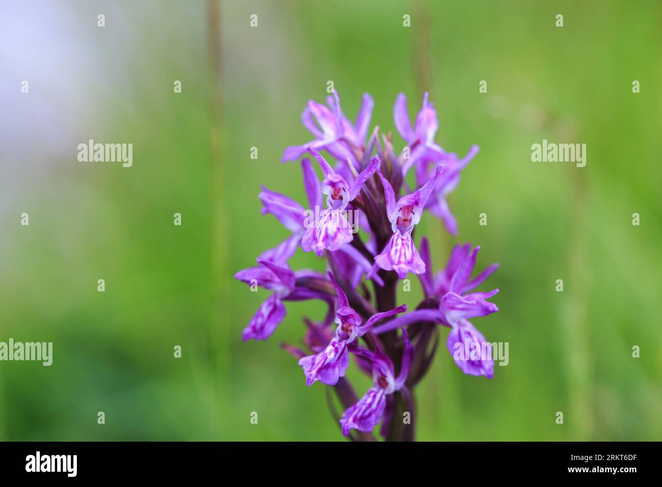 Orchis. A genus of plants in the Orchid family. It is the type genus of ...
