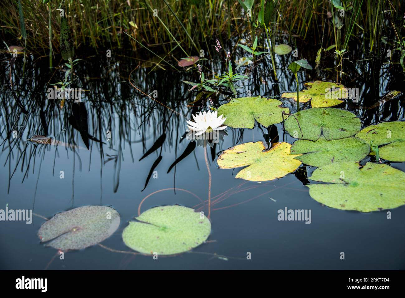 Single white water-lily floating in a small secluded section of the ...