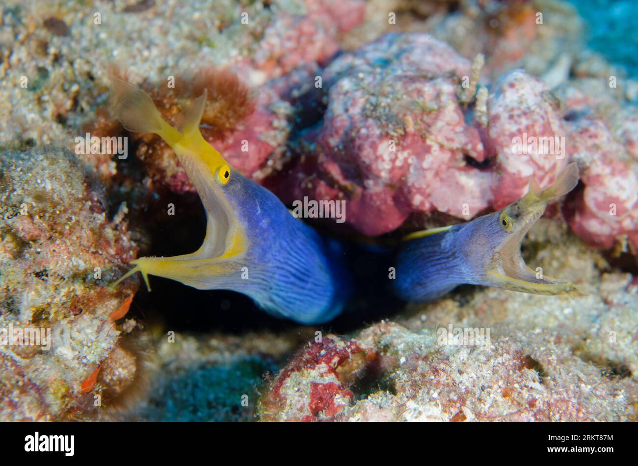 Pair of male Ribbon Eels, Rhinomuraena quaesita, in hole, Too Many Fish ...