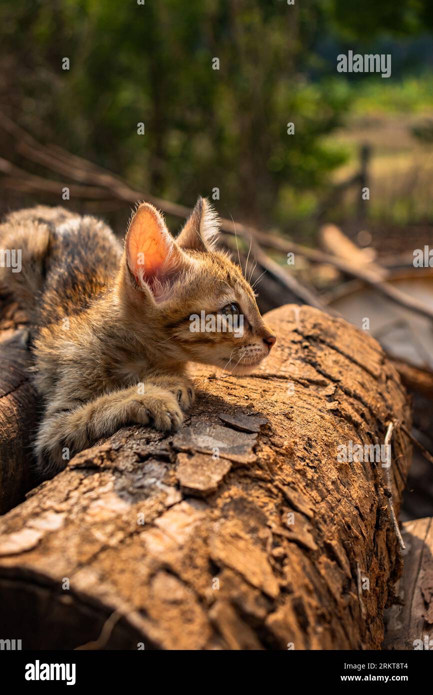 Curious cat, happy feline, natural wildlife, small to medium-sized, outdoor portrait Stock Photo ...