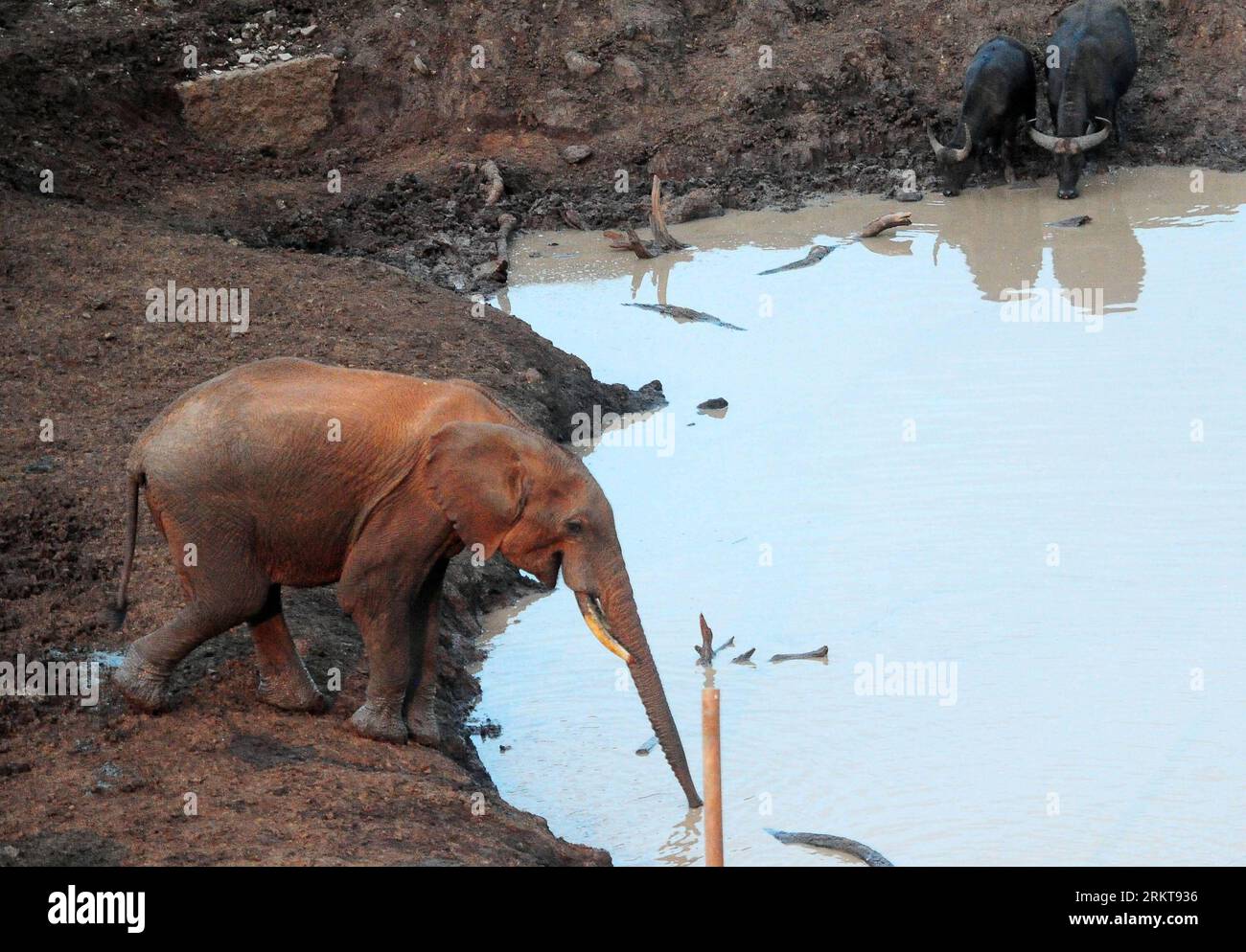 Elephants natural salt lick hi-res stock photography and images - Alamy