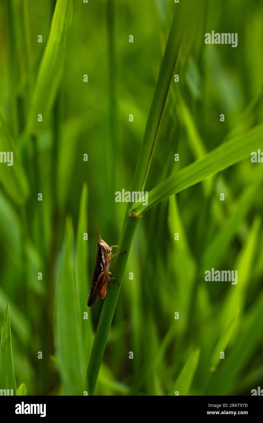 Insect texture hi-res stock photography and images - Alamy
