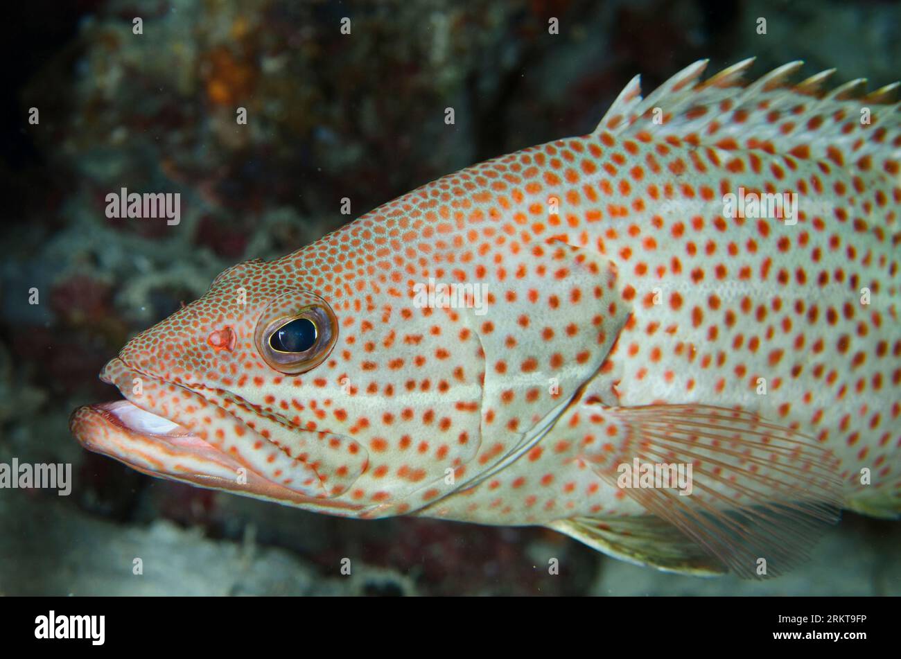 Slender Grouper, Anyperodon leucogrammicus, Whale Rock dive site ...