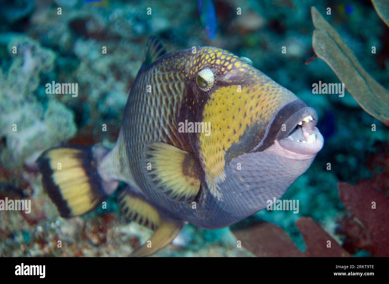 Titan Triggerfish, Balistoides viridescens, showing teeth, Whale Rock ...