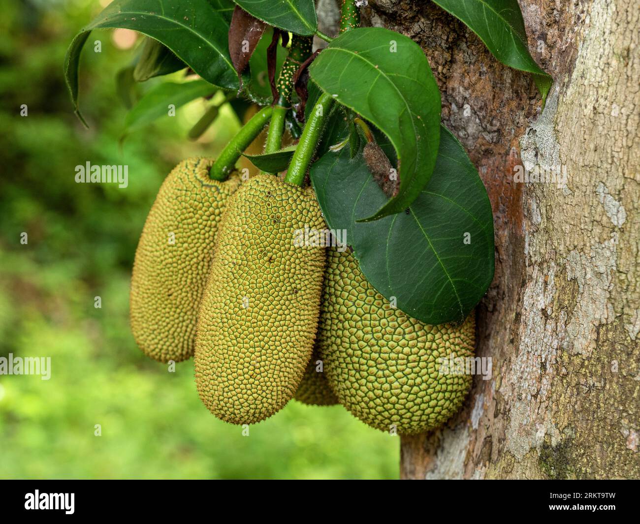 Jackfruit growing on jackfruit tree in forest, Thailand Stock Photo - Alamy