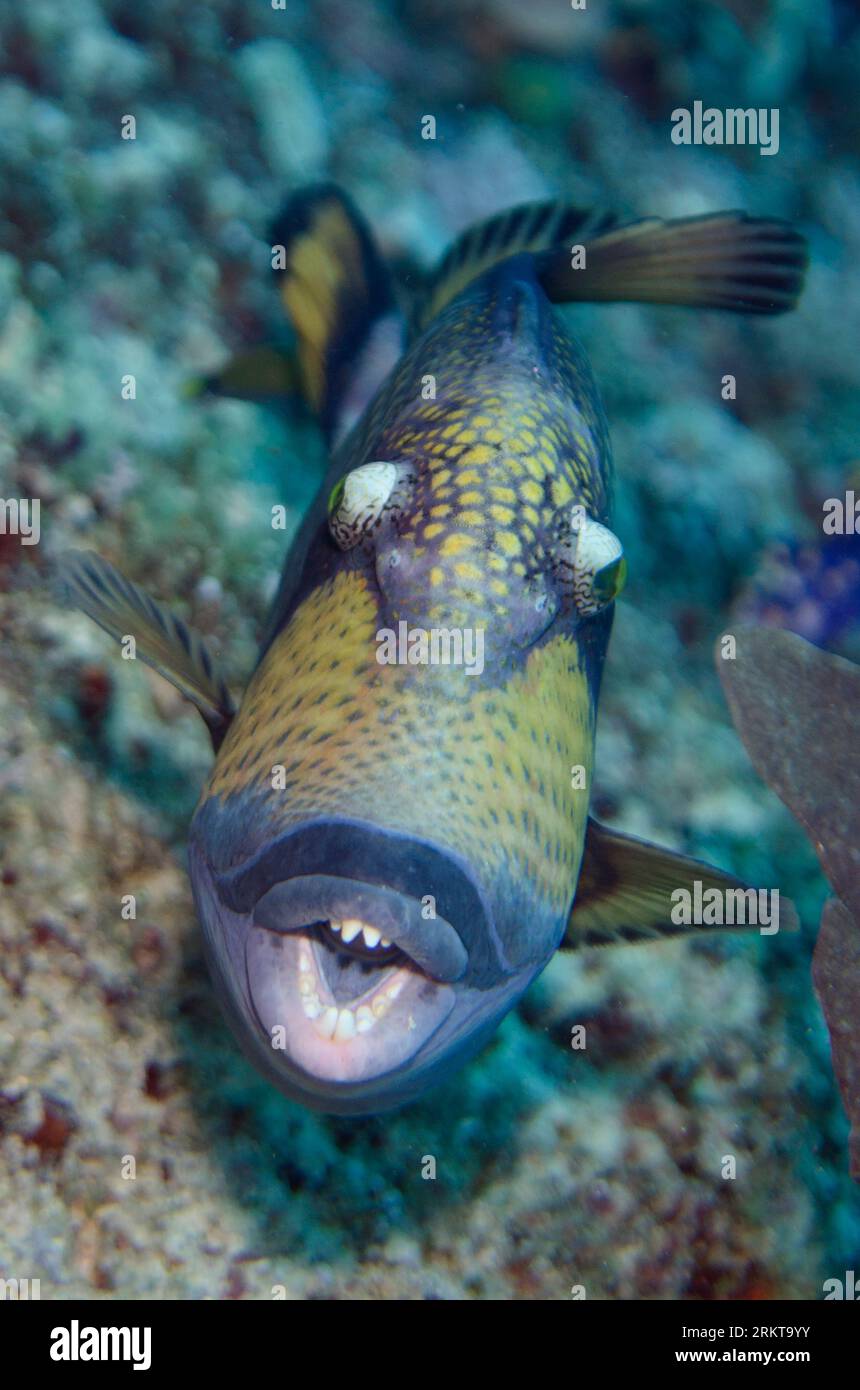 Titan Triggerfish, Balistoides viridescens, showing teeth, Whale Rock ...