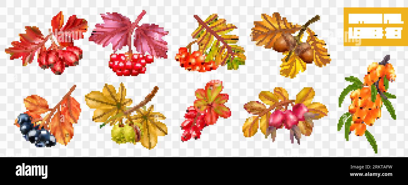 Realistic autumn fall leaves set on transparent background with ... Realistic autumn fall leaves set on transparent background with ...
