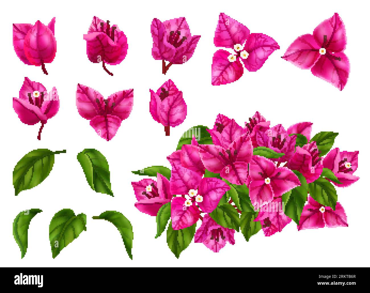 Bougainvillea flowers leaves and branches realistic set isolated at ...