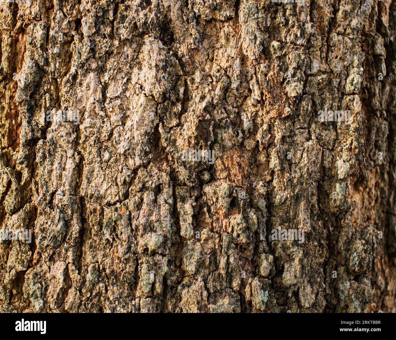 Tree bark texture wallpaper old tree bark texture for screensaver or ...
