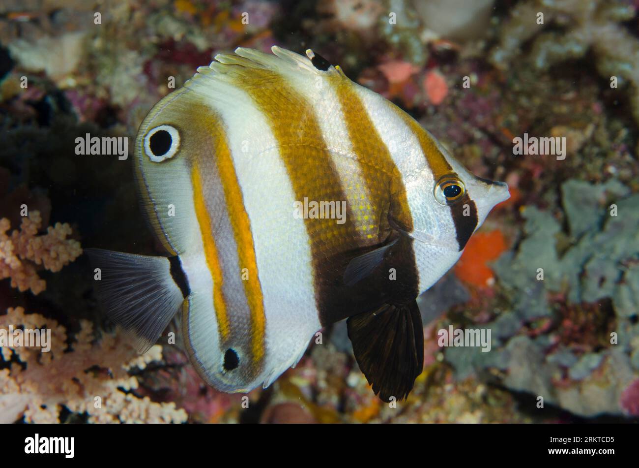 Two-eyed Coralfish, Coradion melanopus, Yilliet Kecil dive site ...