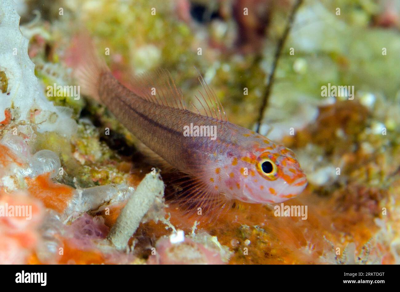 Fang's Dwarfgoby, Trimma fangi, Two Tree Island dive site, Sagof ...