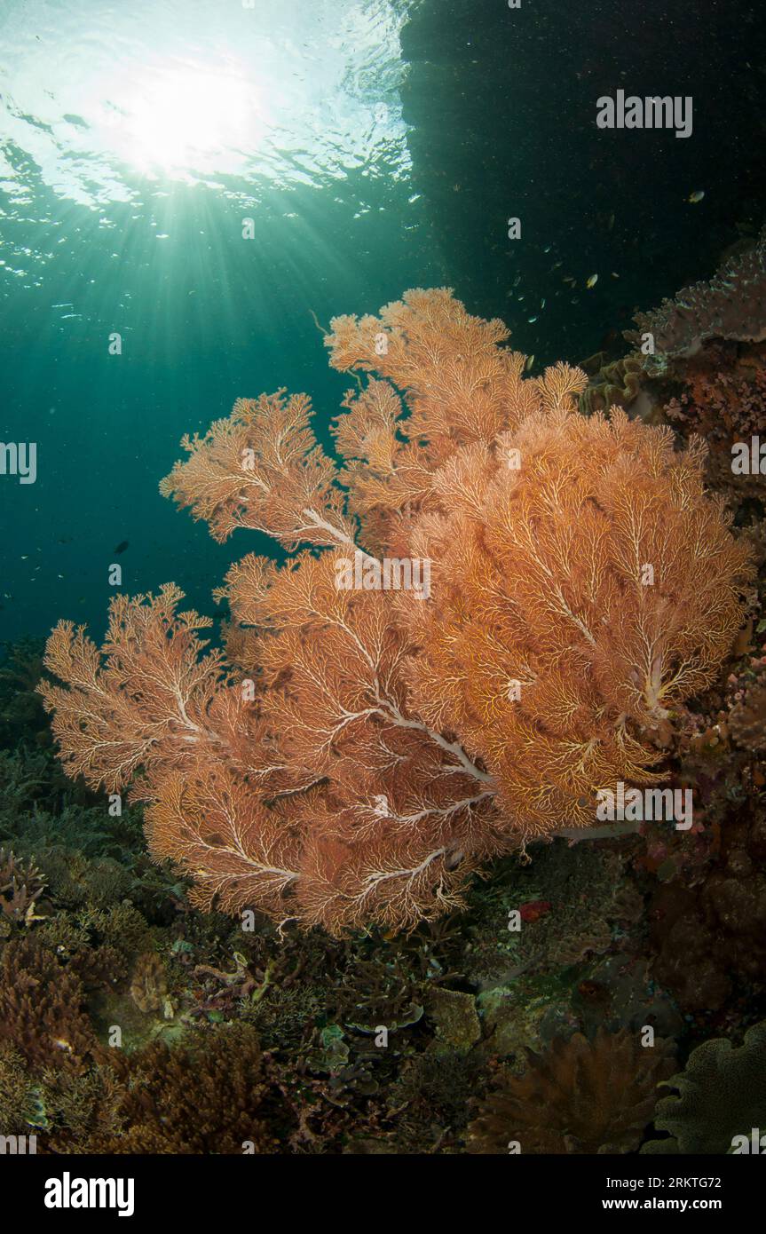 Sea Fan, Melithaea sp., with sun in background, Kerua Channel dive site ...