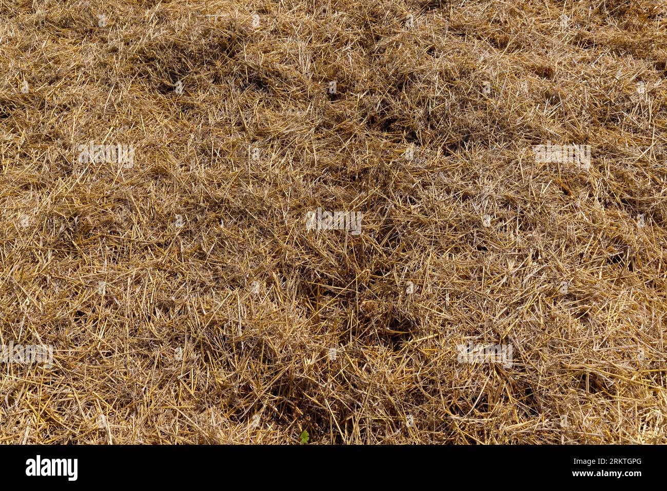 Yellow-golden straw in the field after harvesting, dry straw after ...