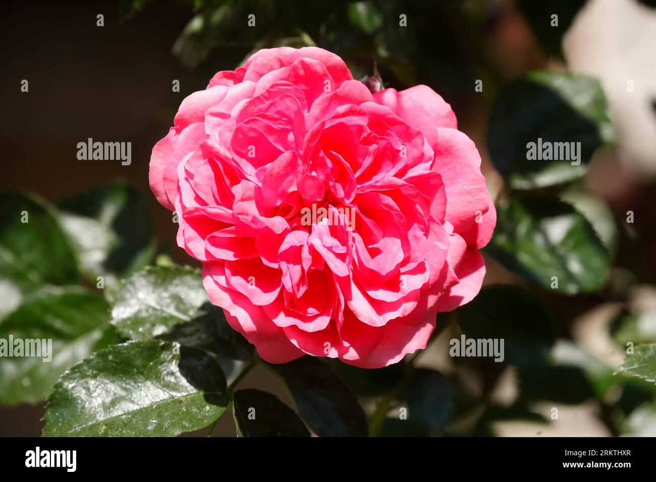 Pink Rose, Germany Stock Photo - Alamy