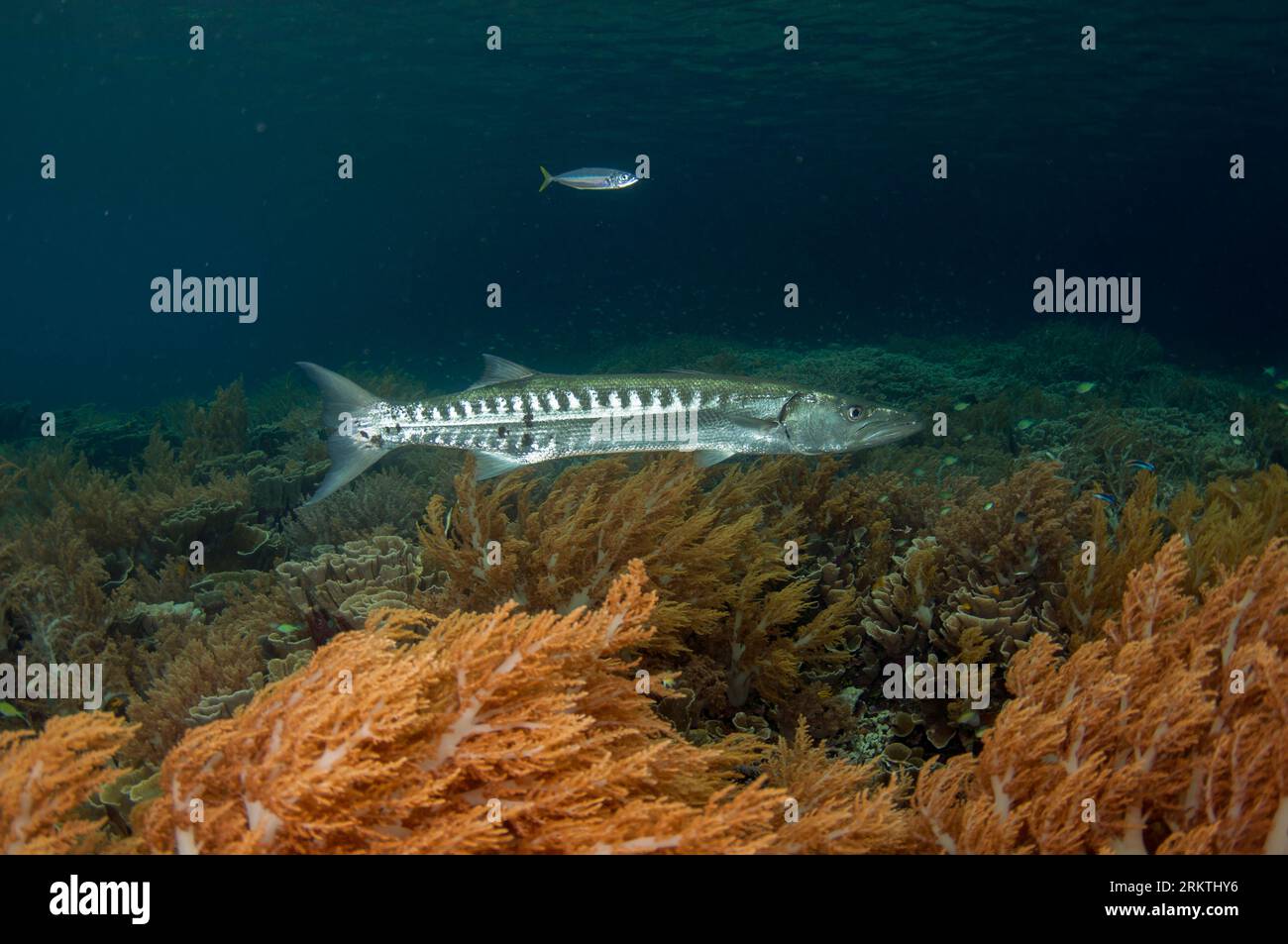 Great Barracuda, Sphyraena barracuda, Batu Rufos dive site, Penemu ...