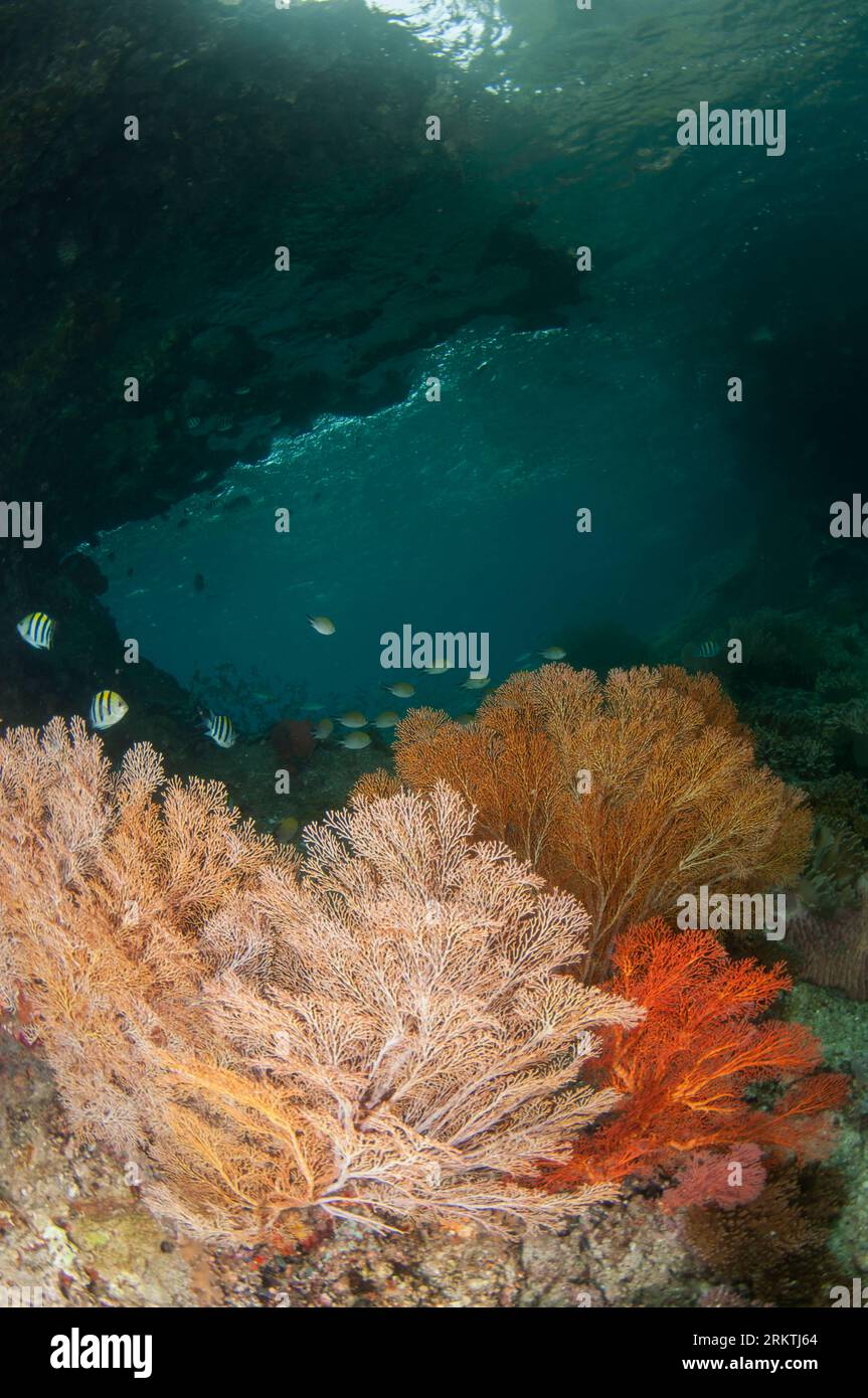 Indo-Pacific Sergeant Damselfish, Abudefduf vaigiensis, with Sea Fan ...